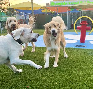 Dog Boarding | Fort Worth, Texas | Riverside Kennel